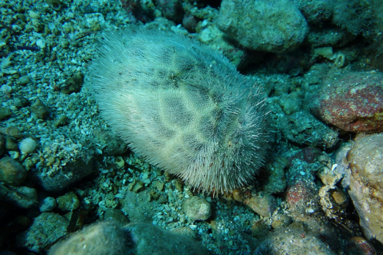 Sea-potato-Echinocardium-cordatum – bluemantadiving